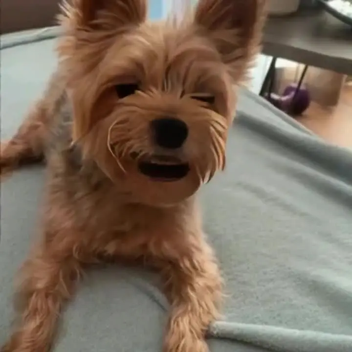 Meet the Adorable Dog Star Lip-Syncing and Stealing Hearts